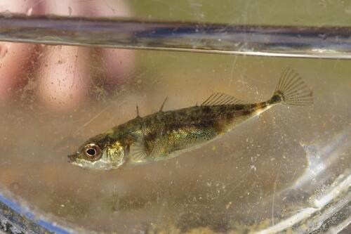 Threespine Stickleback | Mass.gov
